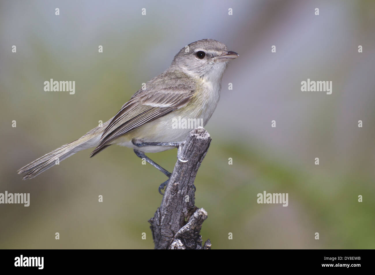 Bells vireos hi-res stock photography and images - Alamy