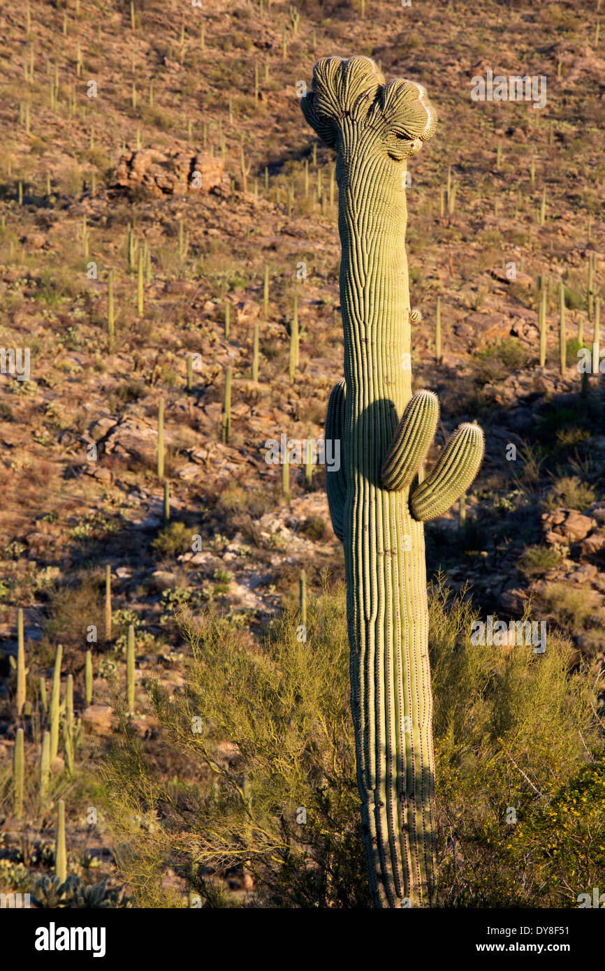 Saguaro east rincon mountain hi-res stock photography and images - Alamy