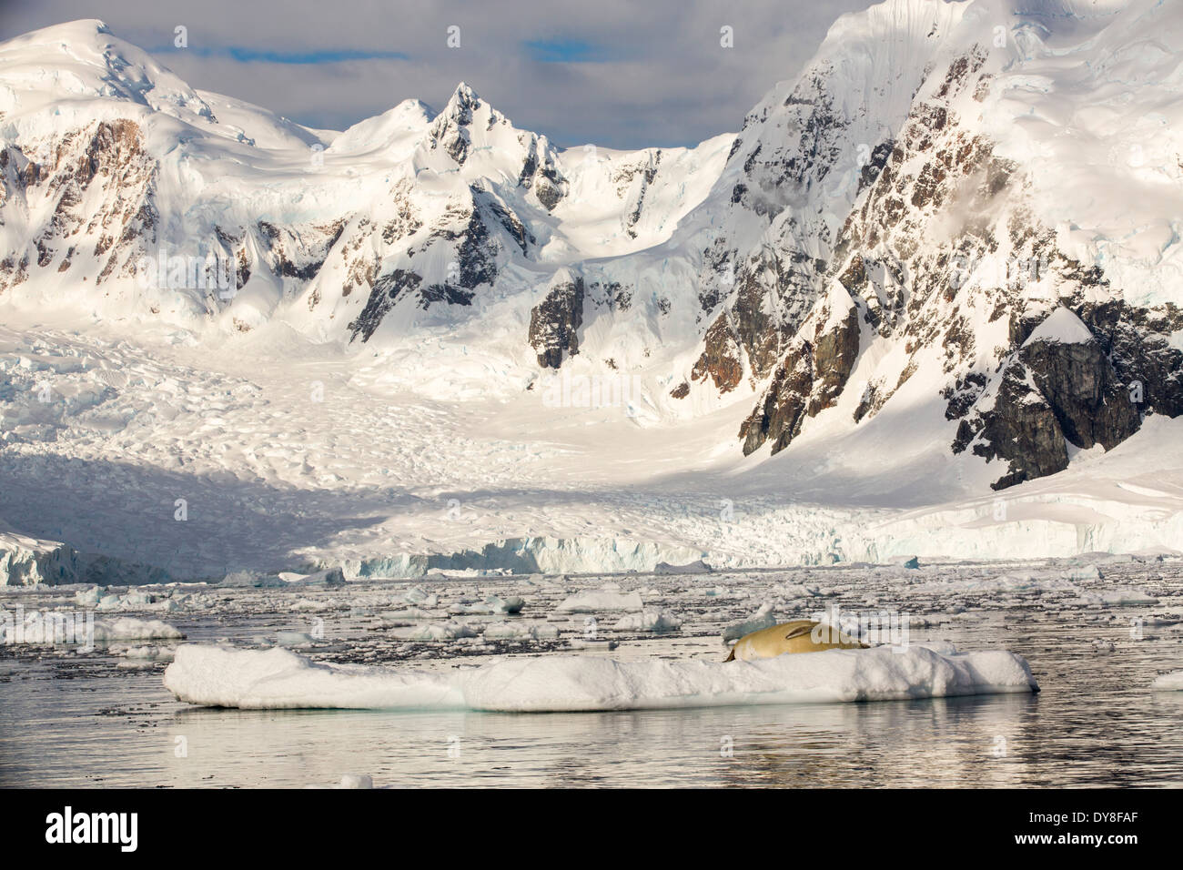 Crabeater Seal, Lobodon carcinophaga on an iceberg in Paradise Bay ...