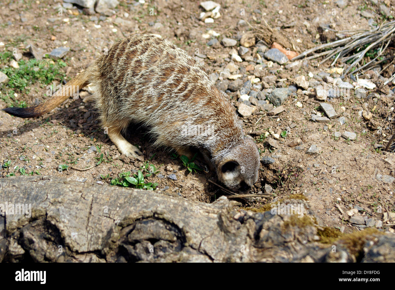 Sergei Meerkat High Resolution Stock Photography and Images - Alamy