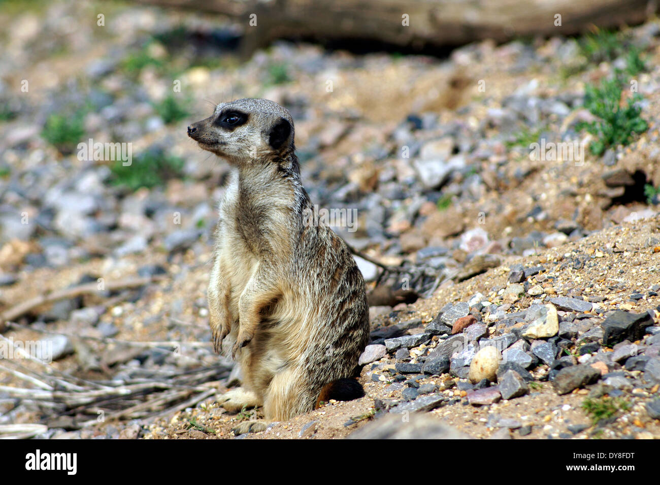 Sergei meerkat hi-res stock photography and images - Alamy