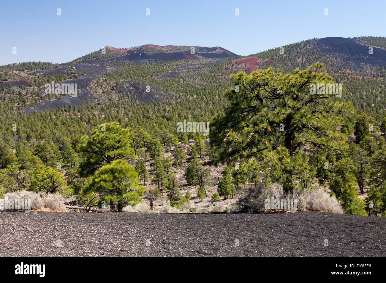 USA, Arizona, Sunset Crater Volcano National Monument, cinder dunes ...