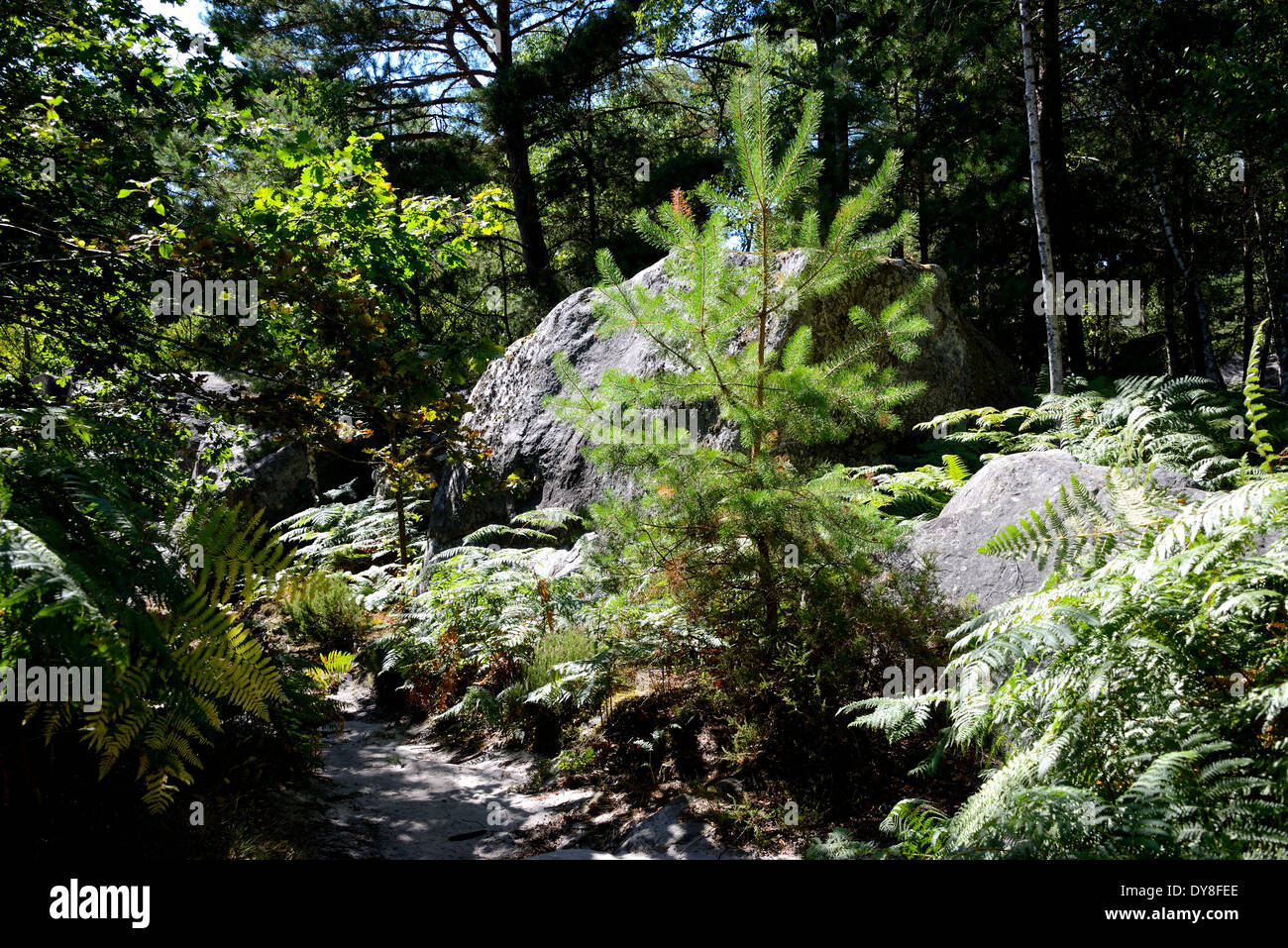 Pine tree by the walking path Stock Photo - Alamy