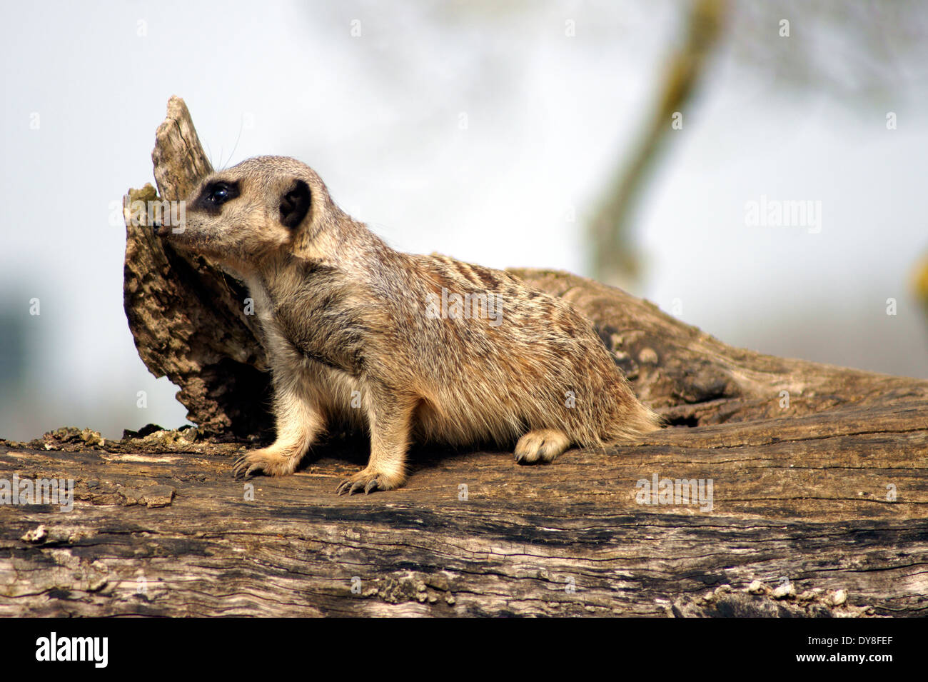 Sergei meerkat hi-res stock photography and images - Alamy