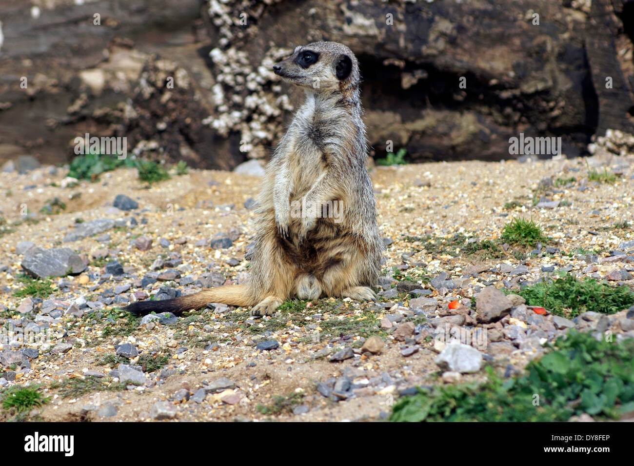 Peeping meerkat hi-res stock photography and images - Alamy