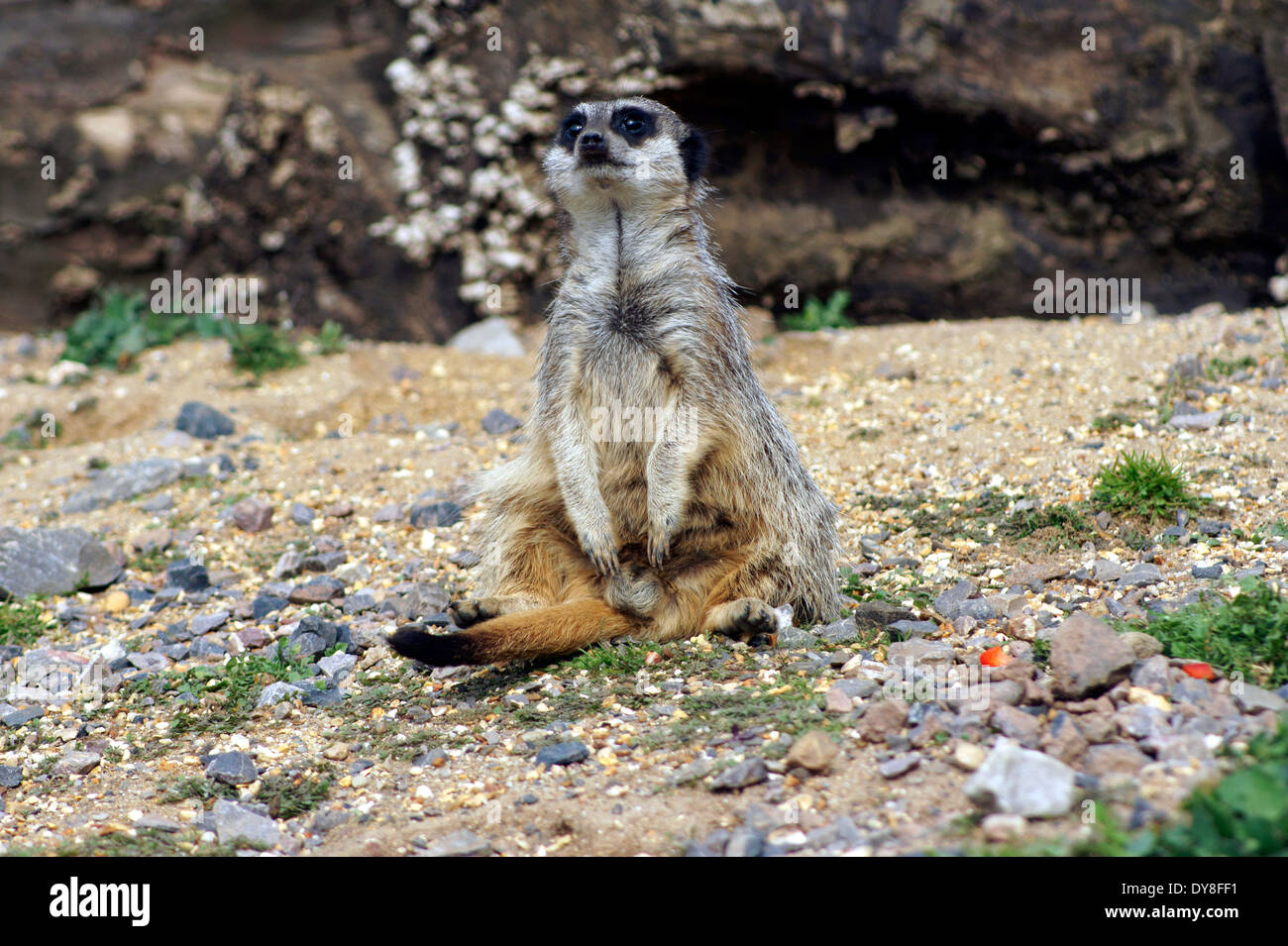 Sergei meerkat hi-res stock photography and images - Alamy