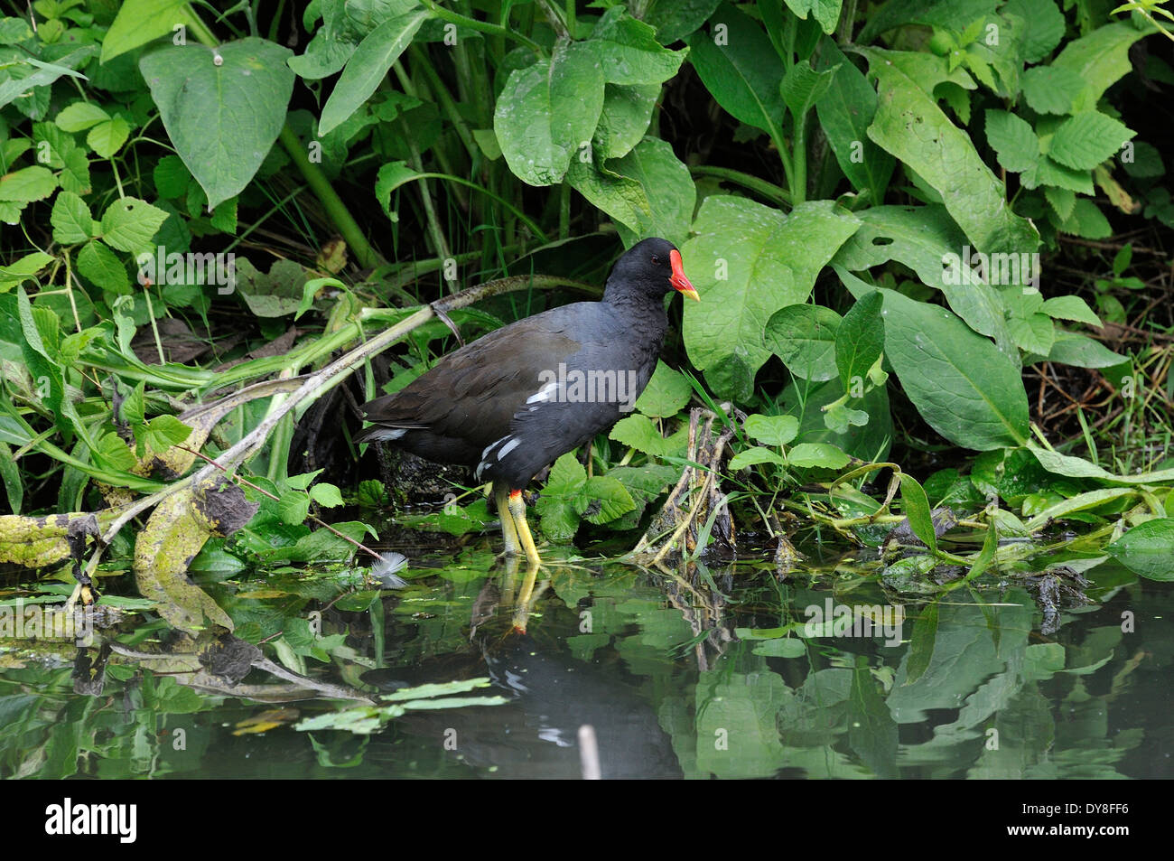 Swamp chicken hi-res stock photography and images - Alamy
