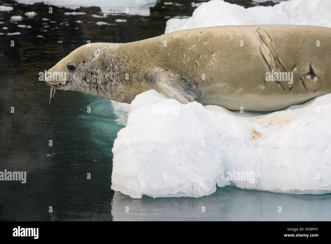 Crabeater Seal, Lobodon carcinophaga on an iceberg in Paradise Bay ...