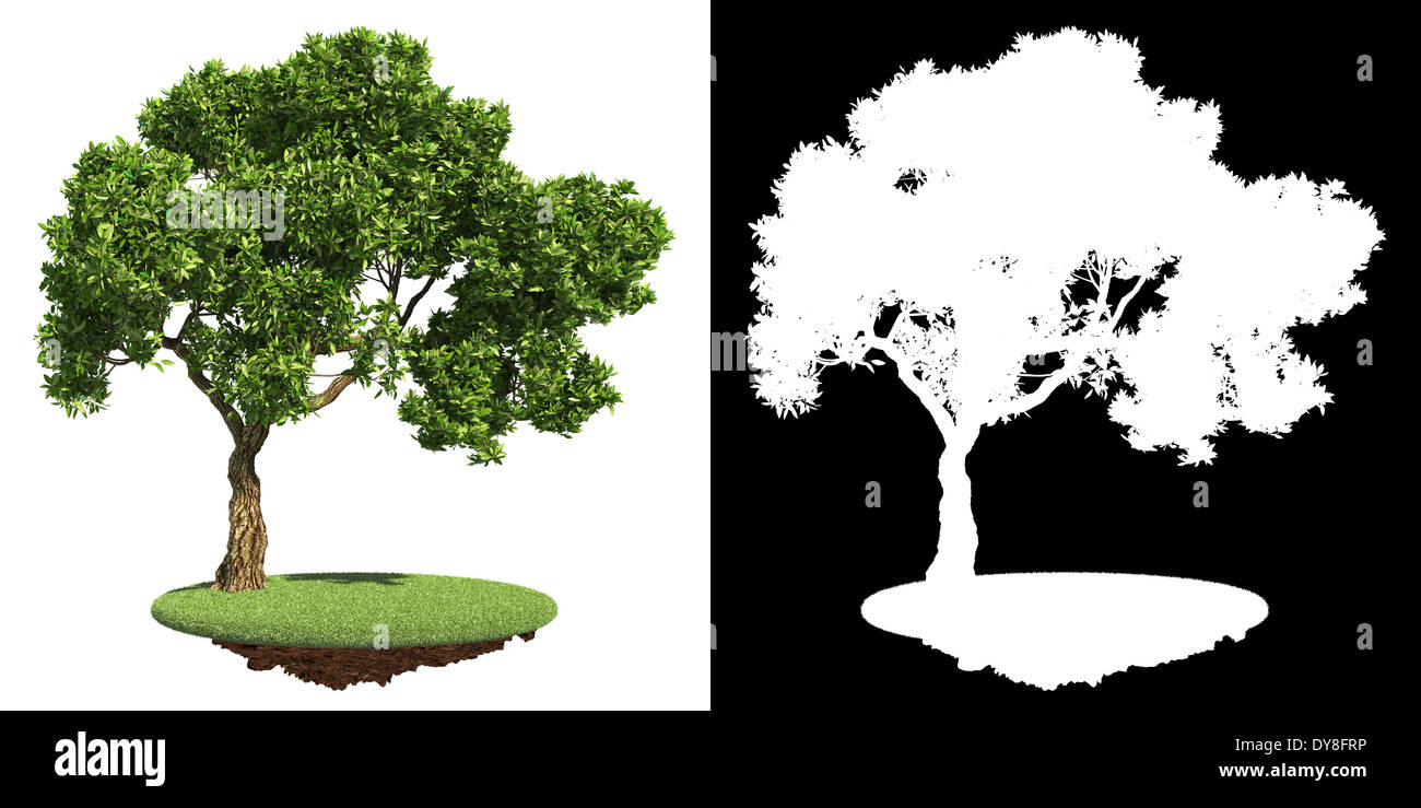 Tree Isolated on White Background Stock Photo - Alamy