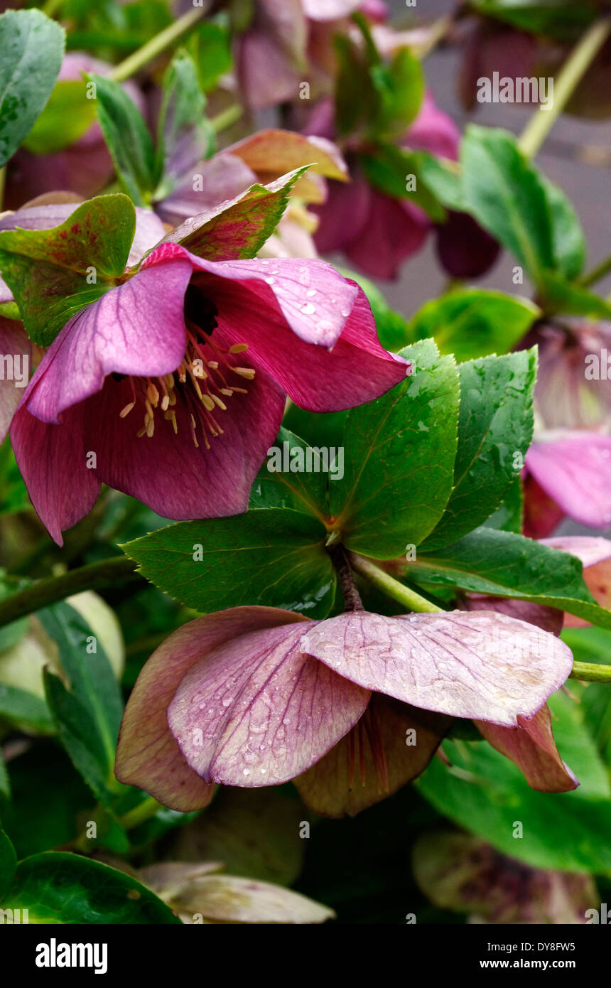 Helleborus purpurascens in Flower During Spring Stock Photo - Alamy