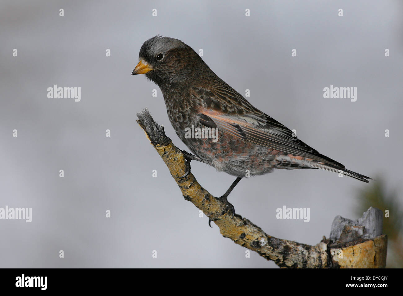 Black Rosy Finches High Resolution Stock Photography and Images - Alamy