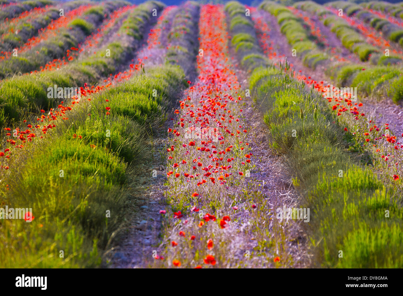 Poppy flowers in lavender field Stock Photo - Alamy