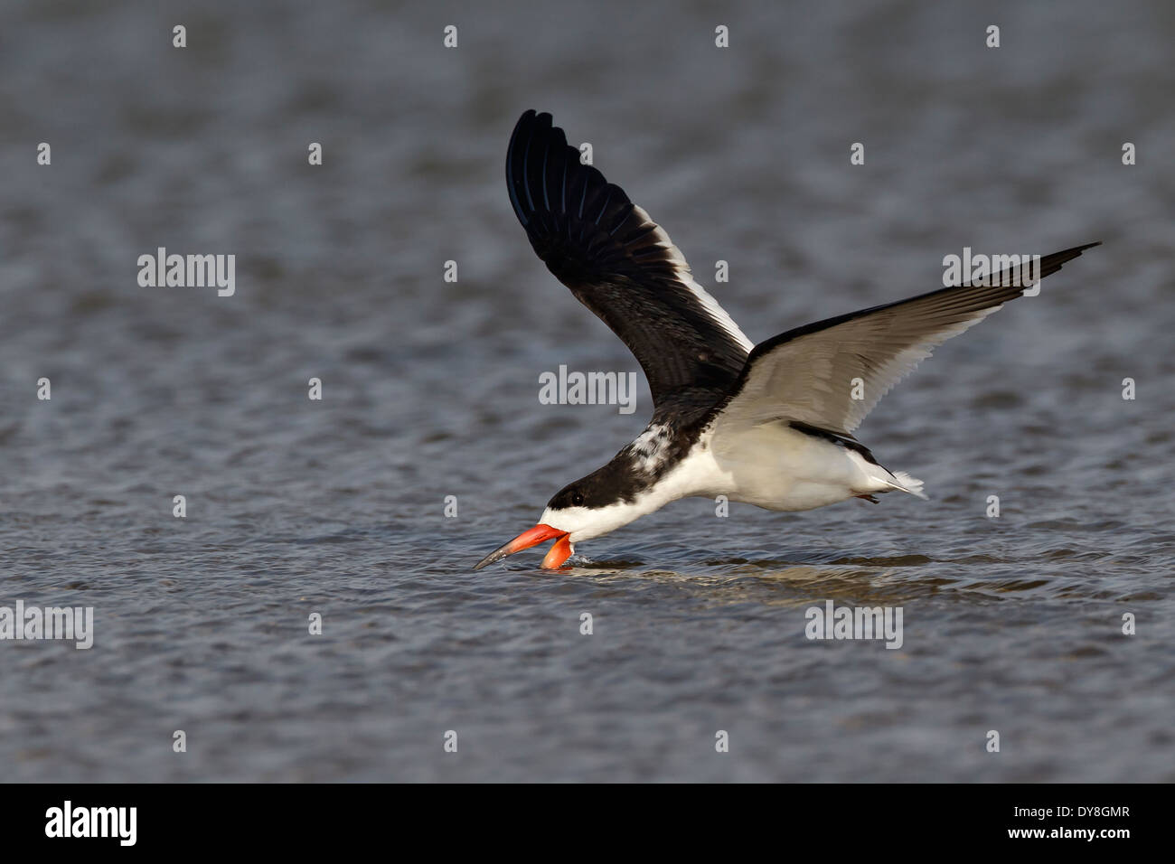 Black Skimmer - Rynchops niger Stock Photo - Alamy