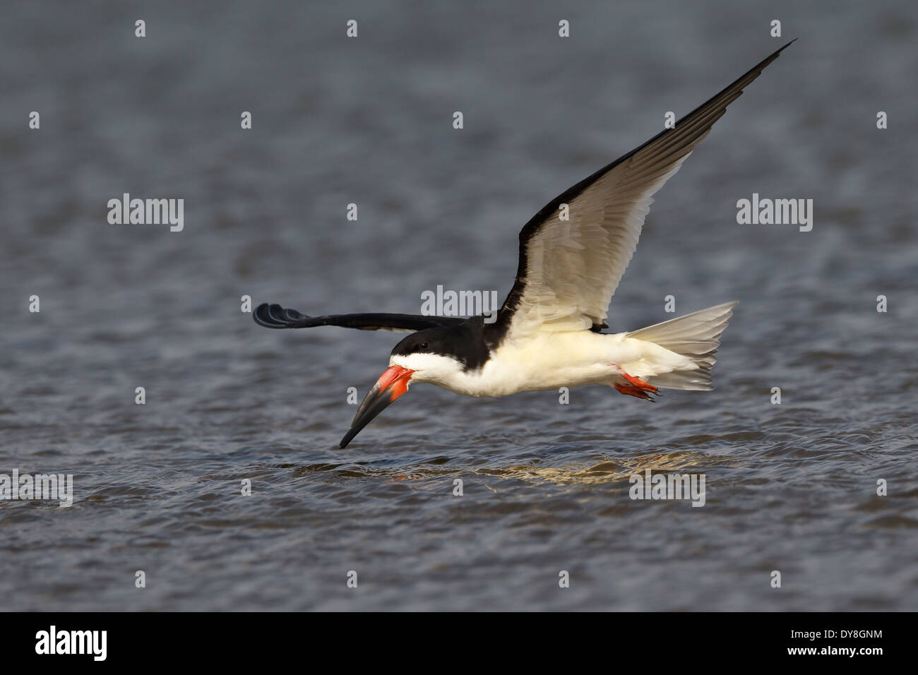 Black skimmer rynchops niger bird hi-res stock photography and images ...