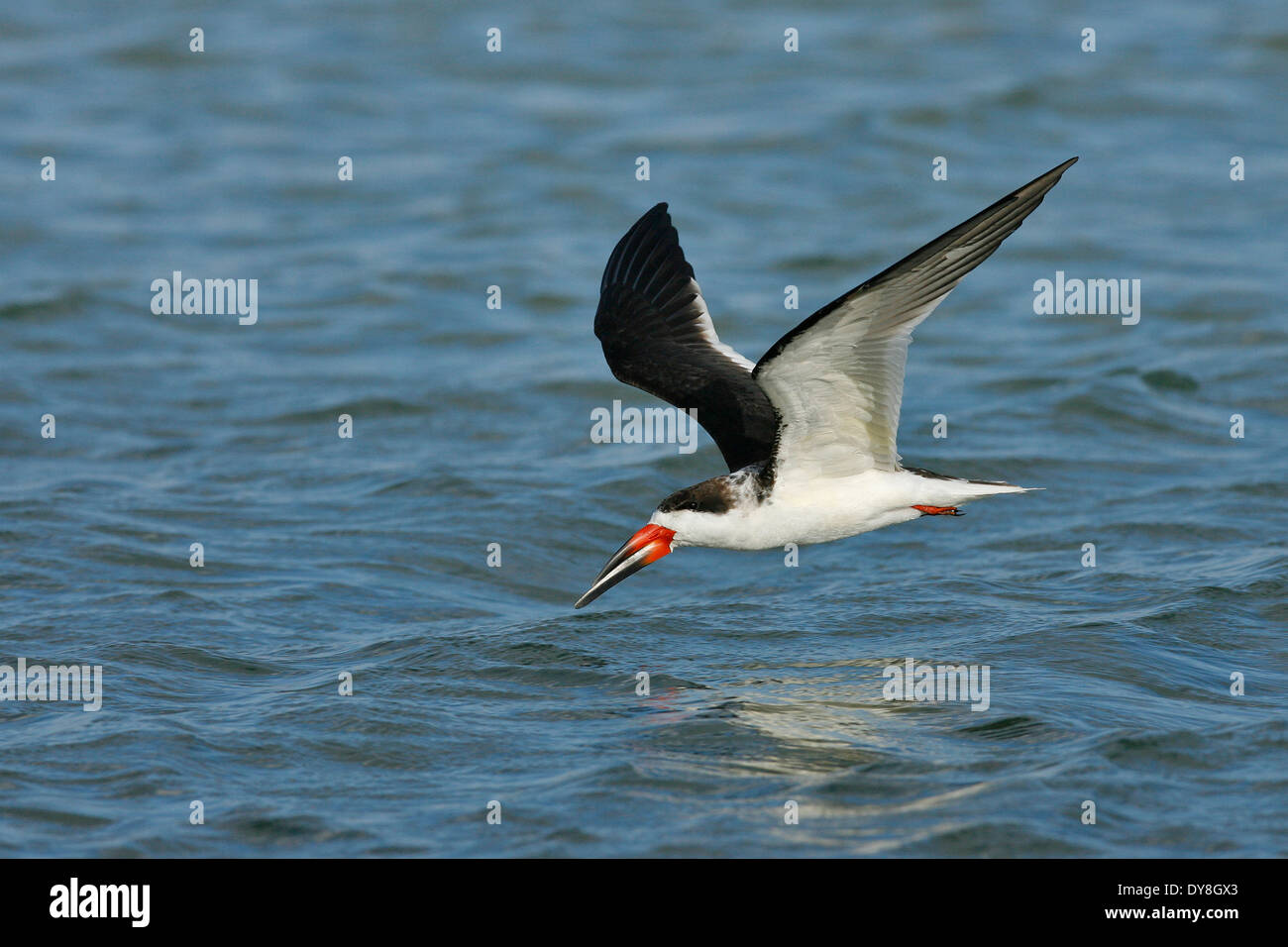 Black Skimmer - Rynchops niger Stock Photo - Alamy