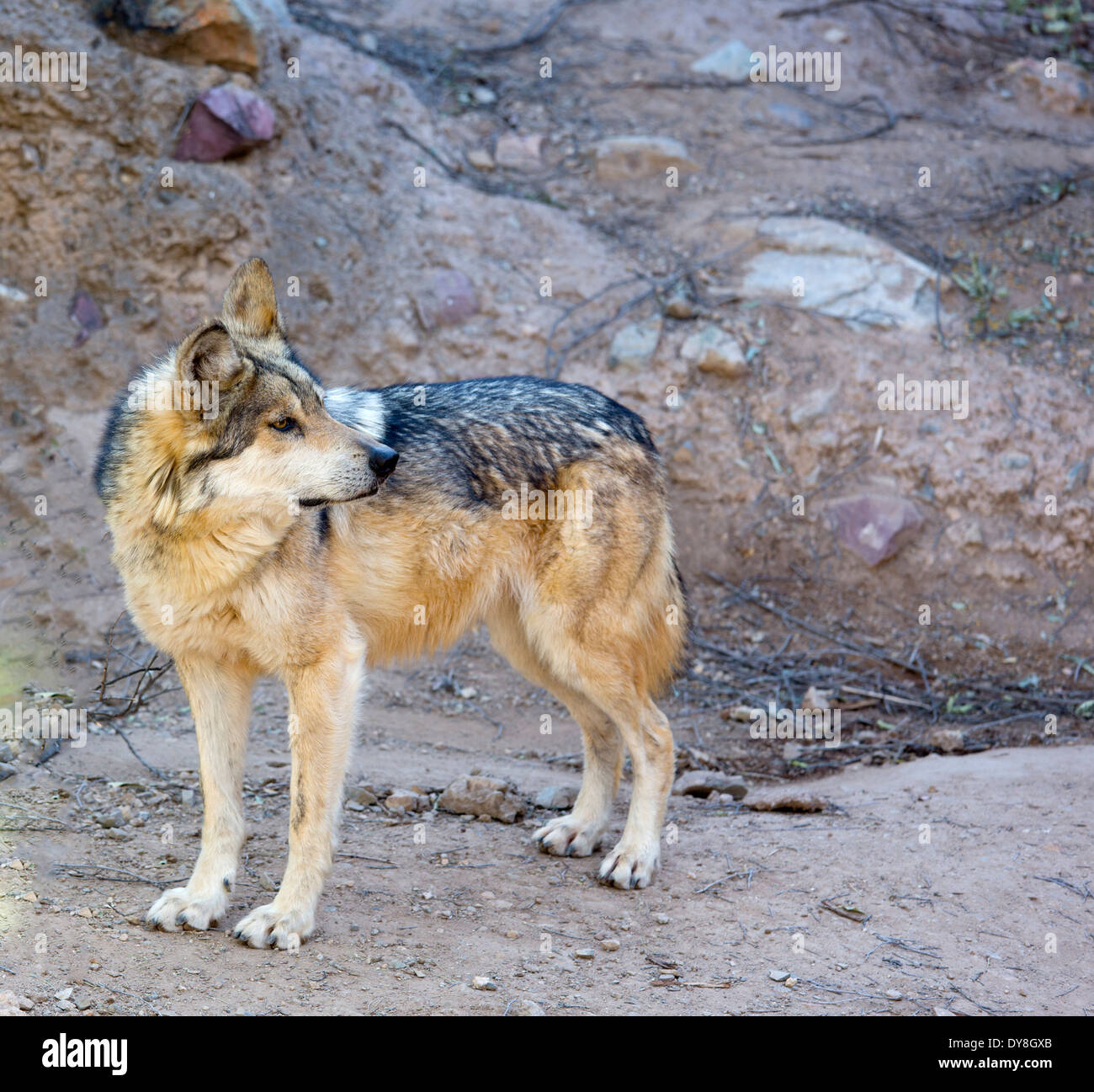 USA, Arizona, Tucson, Arizona-Sonora Desert Museum, Gray Wolf (Canis ...