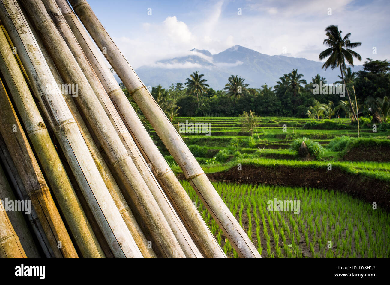 Rice fields, Senaru, Lombok, Indonesia, Southeast Asia, Asia Stock ...