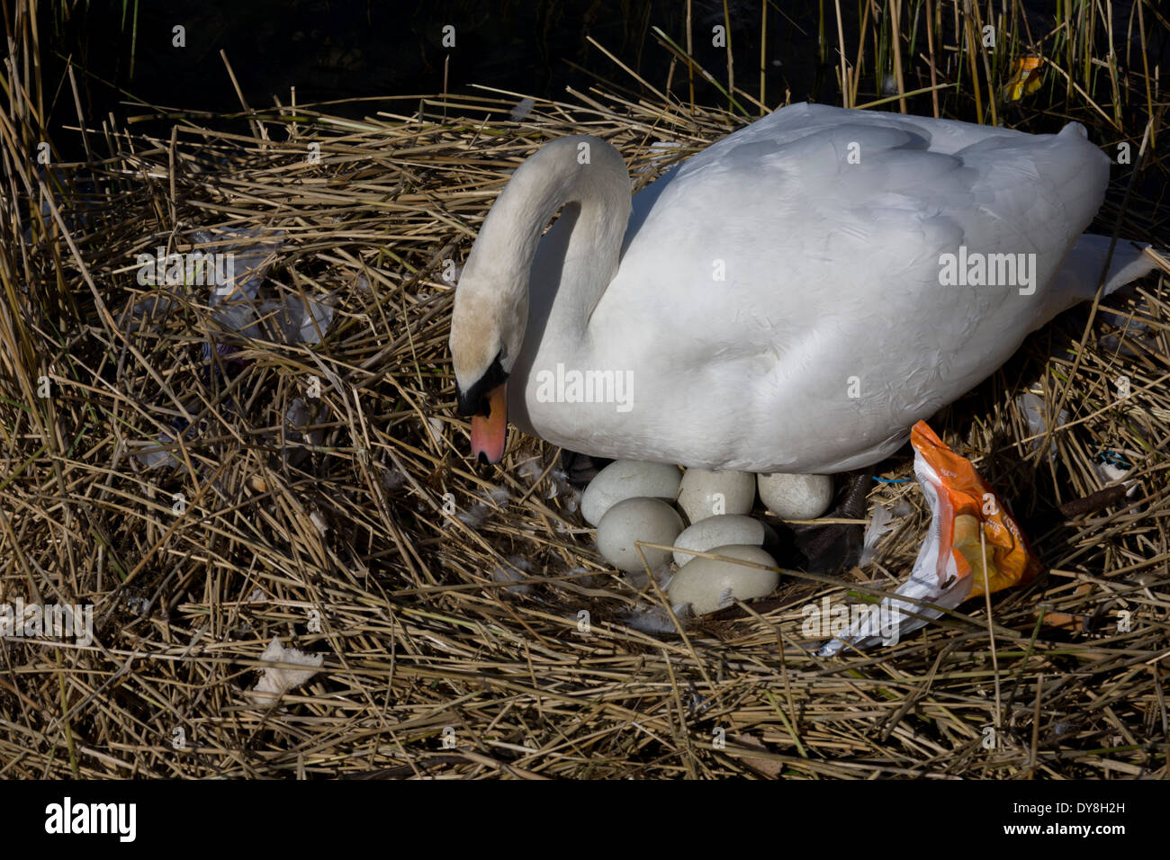 Pen mute swan on nest hi-res stock photography and images - Alamy