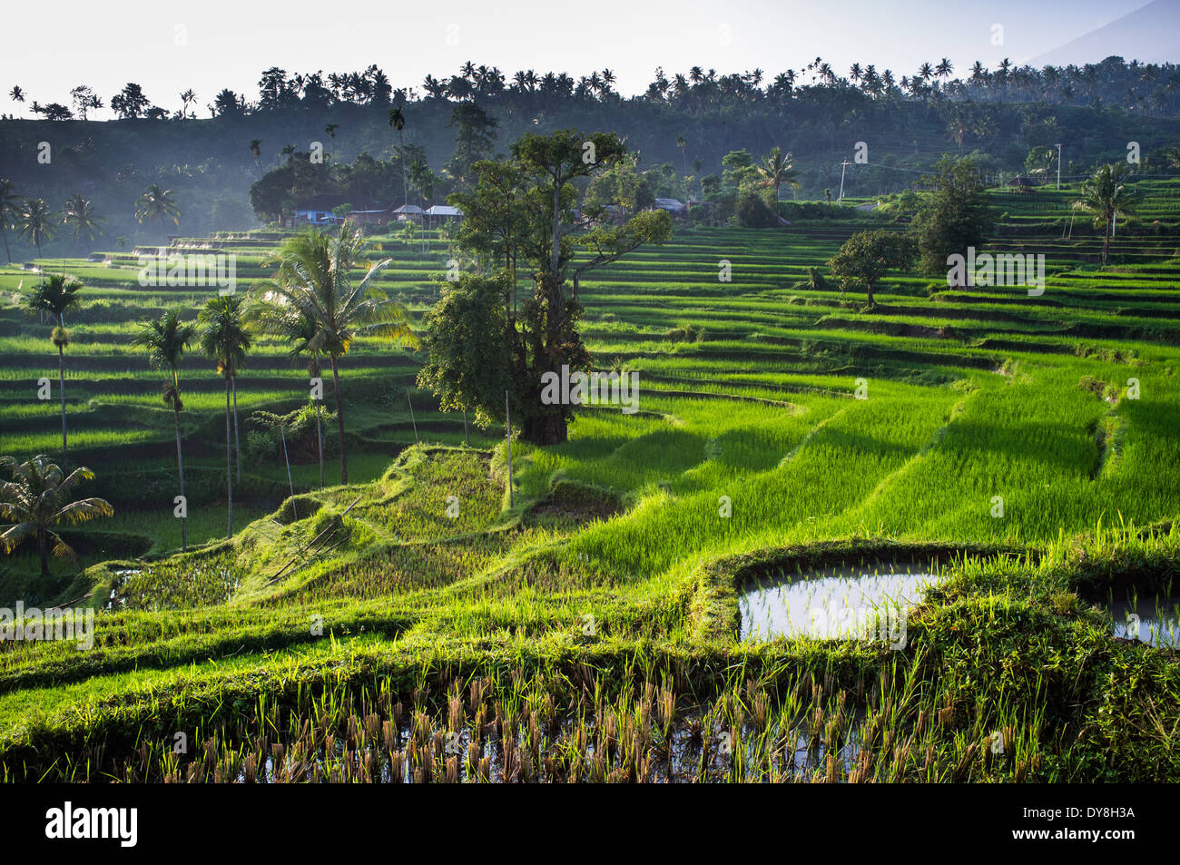 Rice fields, Senaru, Lombok, Indonesia, Southeast Asia, Asia Stock ...
