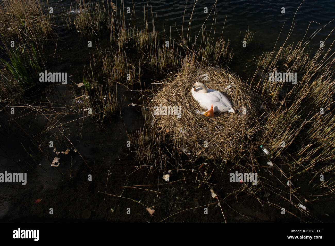 A female mute swan (pen) incubates her eggs on a nest surrounded by ...