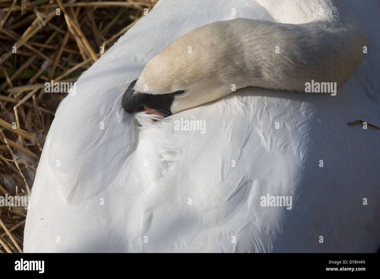 Detail of a female mute swan (pen) and feathers while incubating her ...