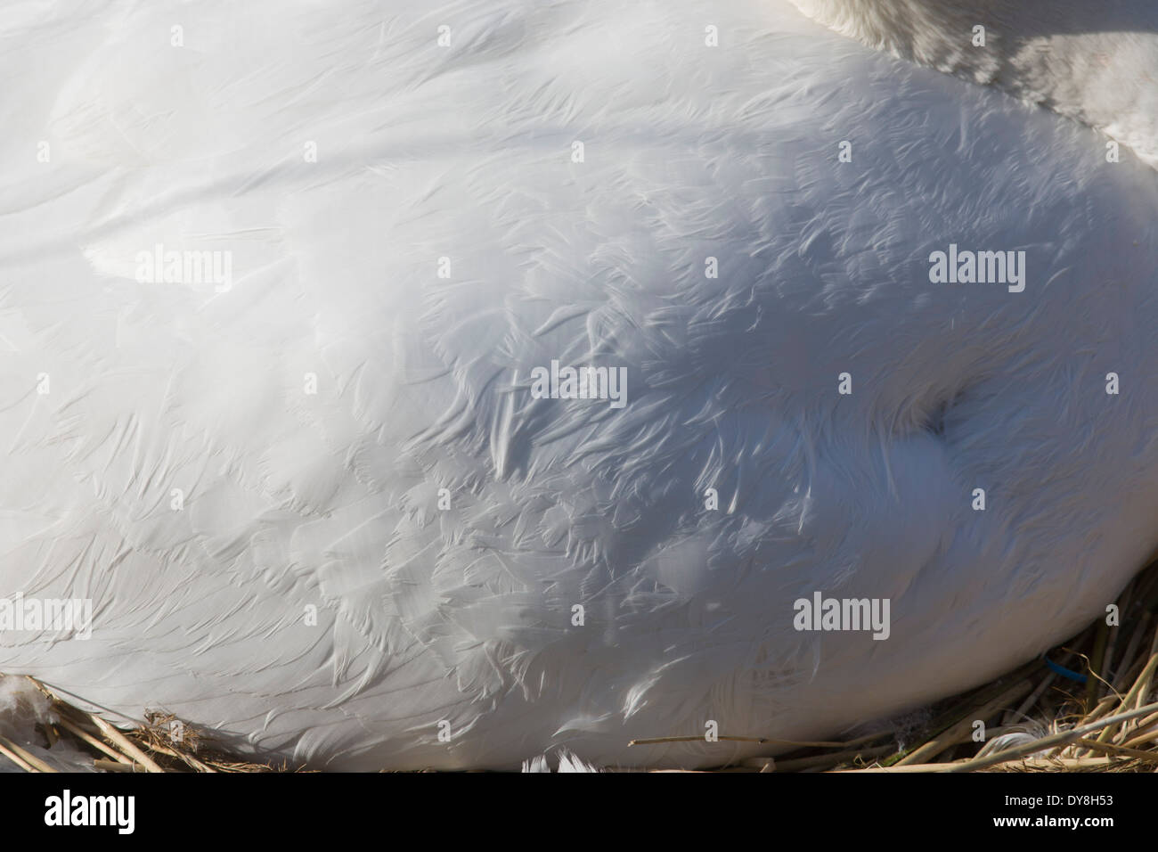 Detail of a female mute swan (pen) and feathers while incubating her ...