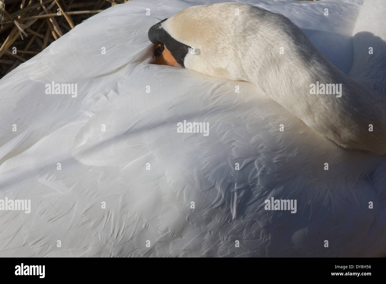 Detail of a female mute swan (pen) and feathers while incubating her ...