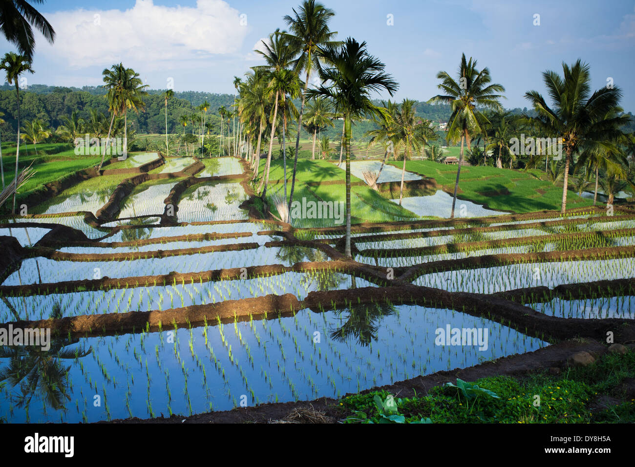 Rice fields, Senaru, Lombok, Indonesia, Southeast Asia, Asia Stock ...