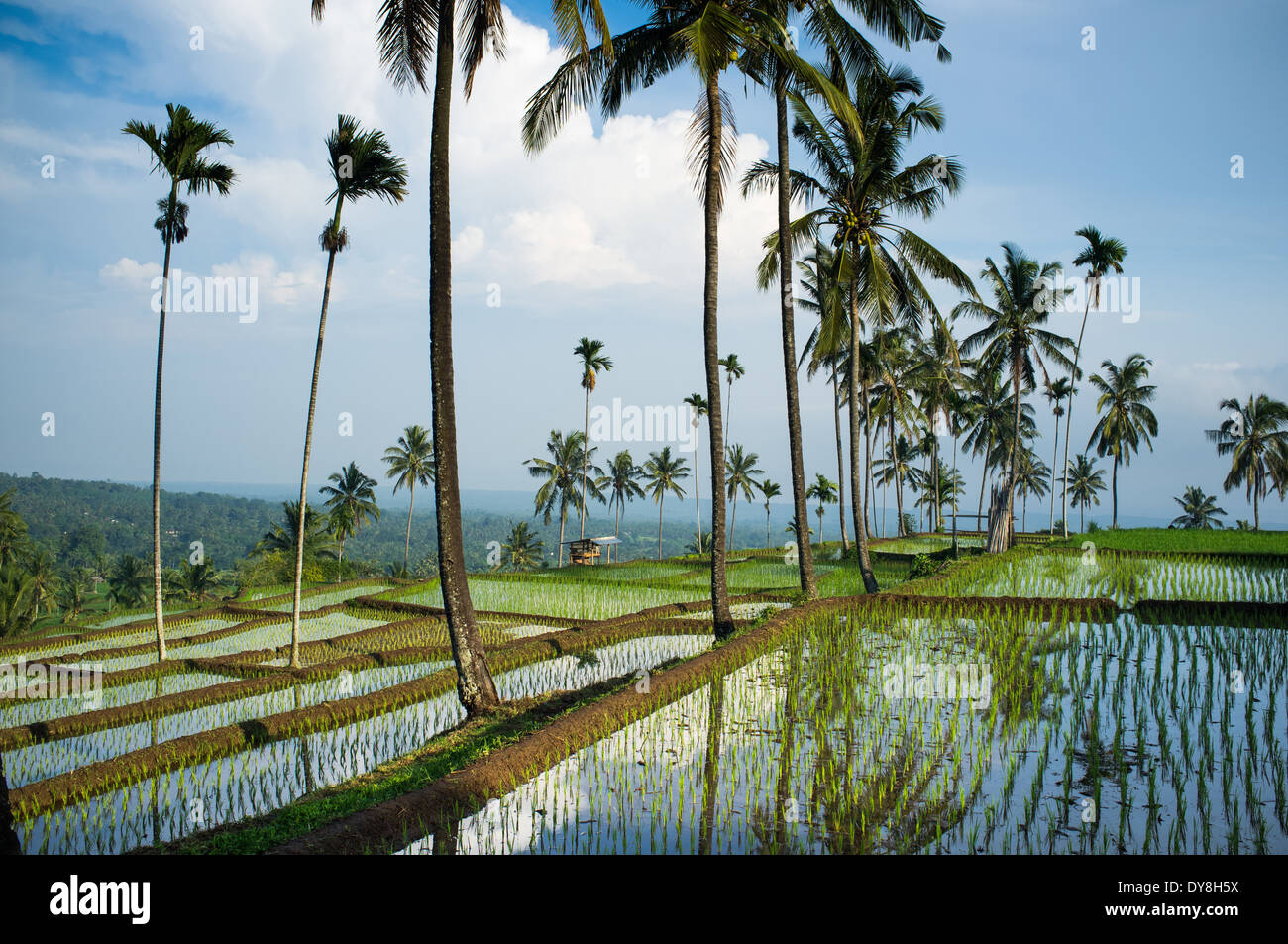 Rice fields, Senaru, Lombok, Indonesia, Southeast Asia, Asia Stock ...