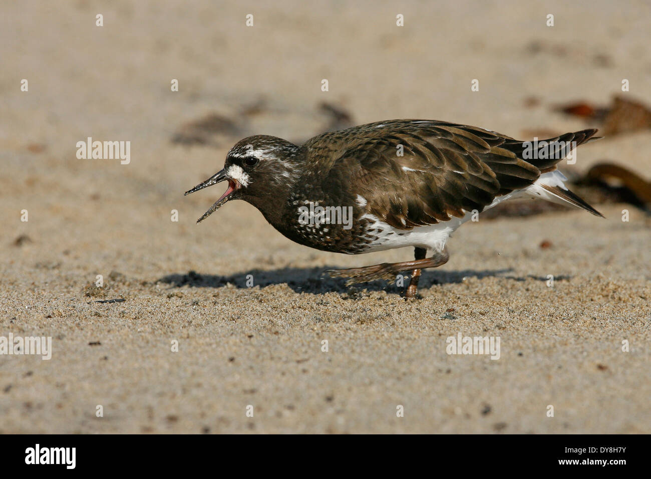 Black turnstone hi-res stock photography and images - Alamy