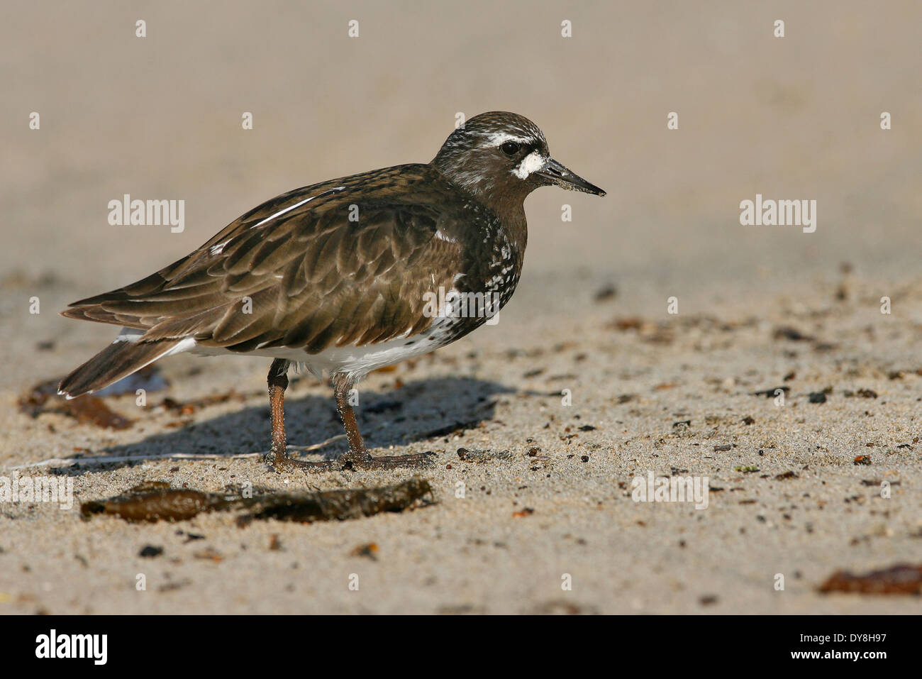 Black turnstone hi-res stock photography and images - Alamy