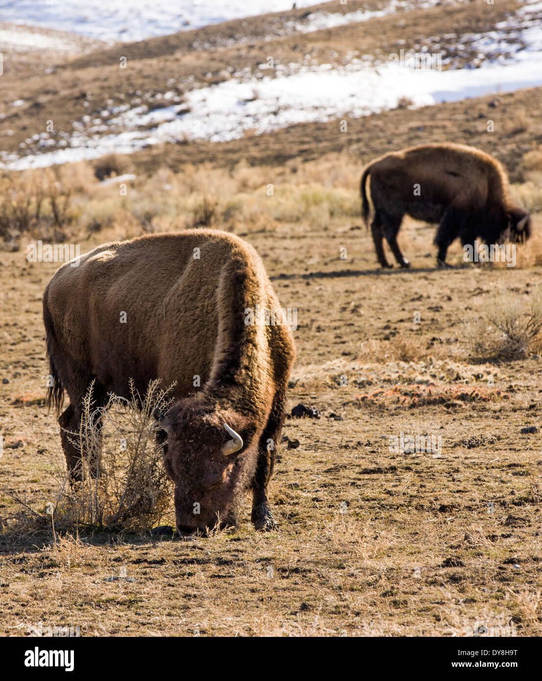 Buffalo hunt hi-res stock photography and images - Alamy