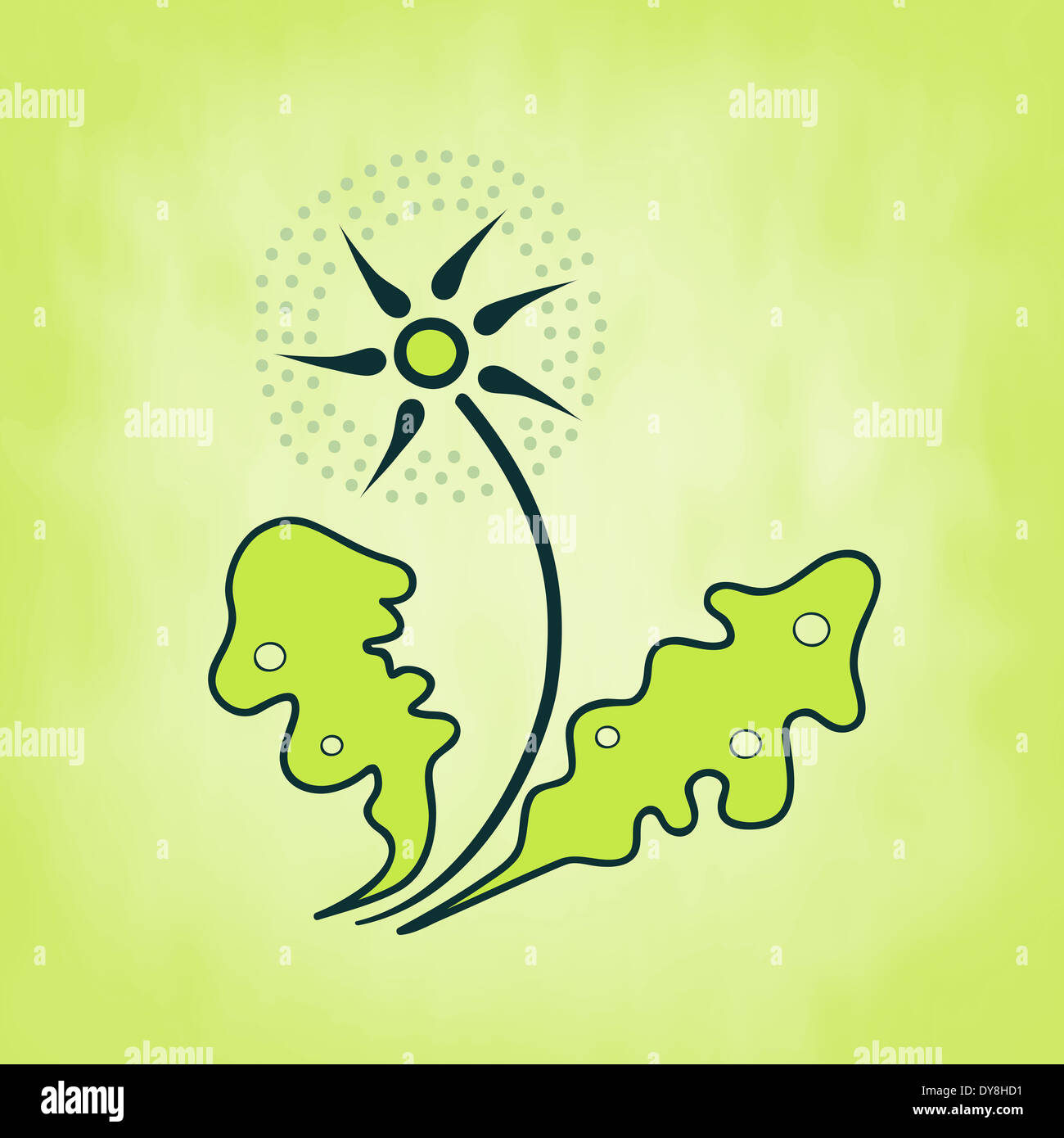 Dandelion with green leaves, spring theme Stock Photo - Alamy