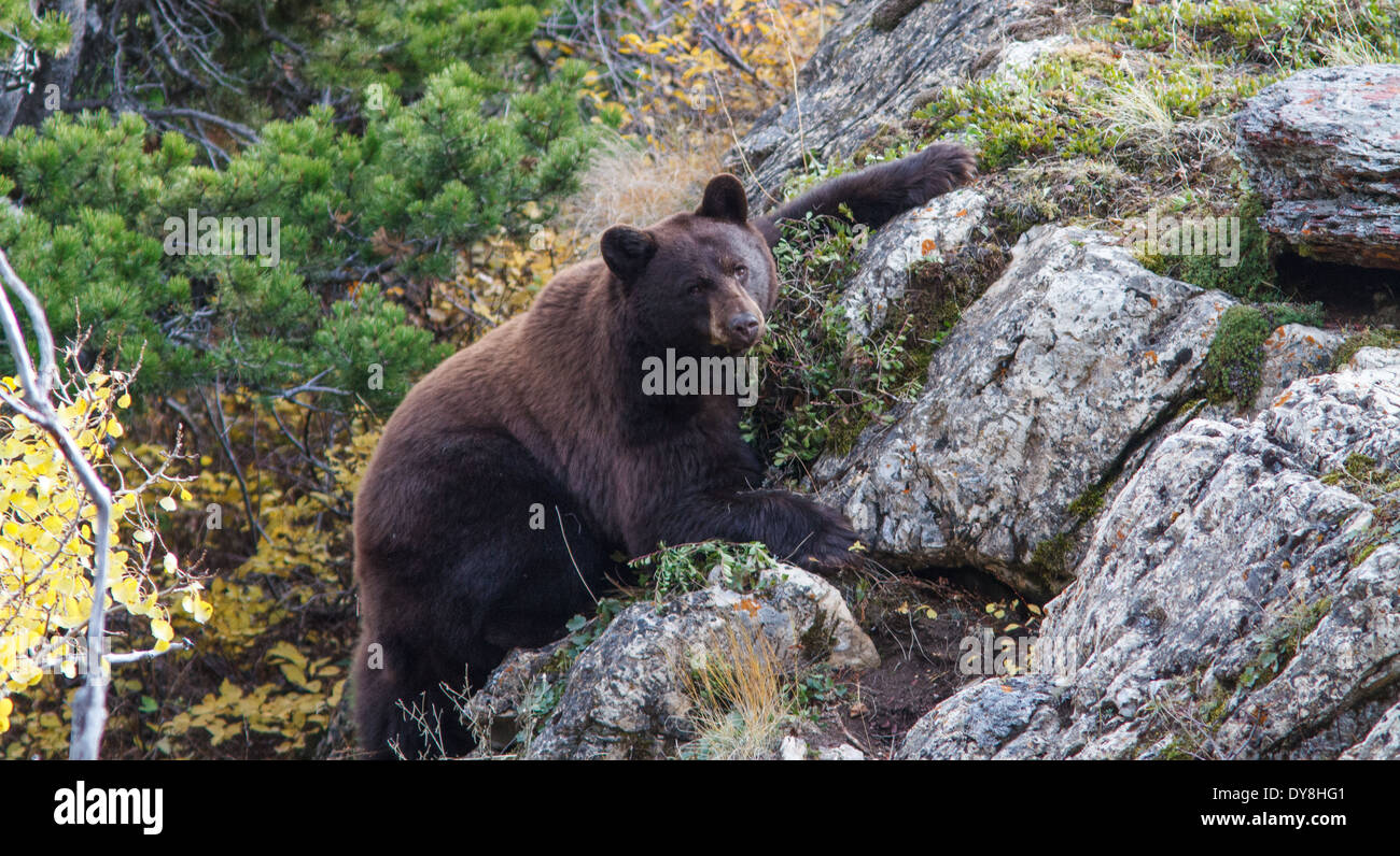 A black bear gathers material for her winter den Stock Photo - Alamy