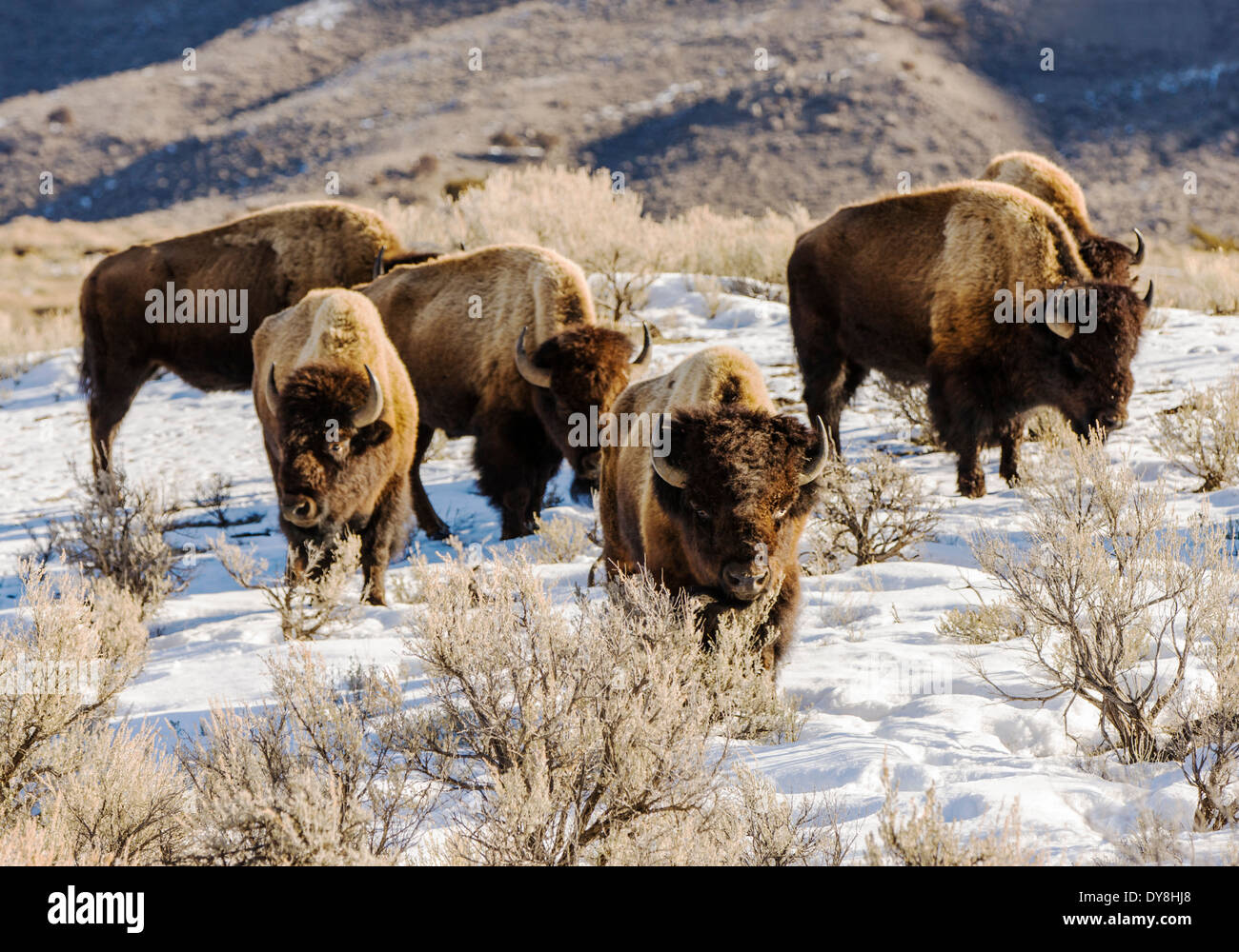 Bison hunt hi-res stock photography and images - Alamy