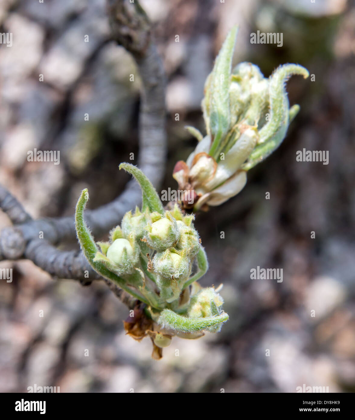 Pear buds hi-res stock photography and images - Alamy