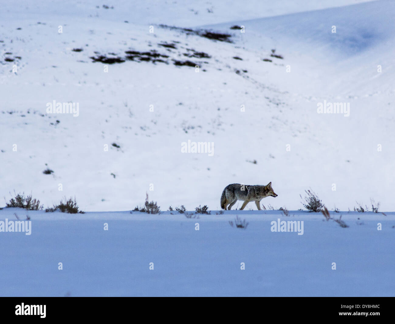 Coyote, Canis latrans, American jackal, brush wolf, prairie wolf, Lamar ...