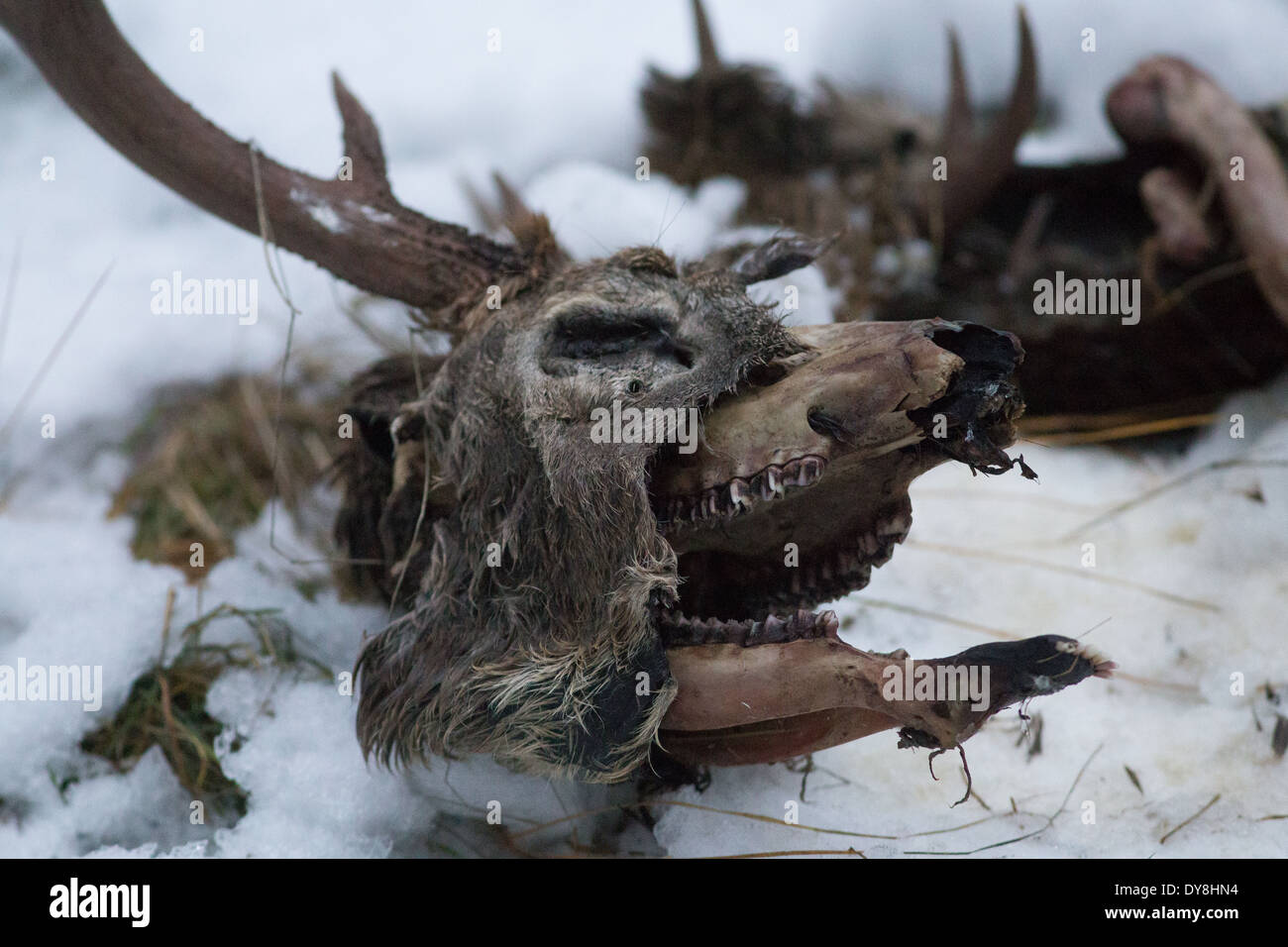 White tailed dear hi-res stock photography and images - Alamy