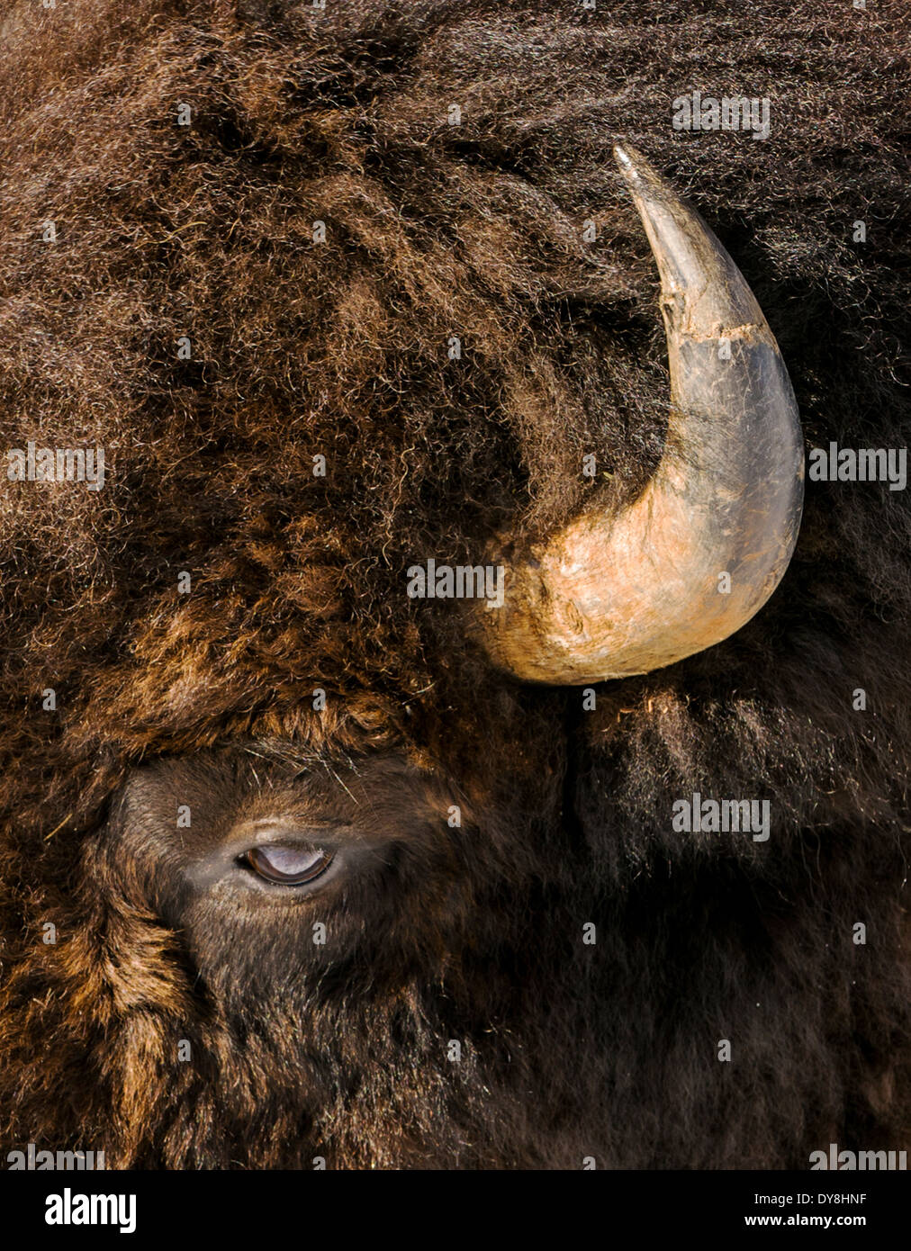 American Bison, American Buffalo, in deep winter snow, Yellowstone ...