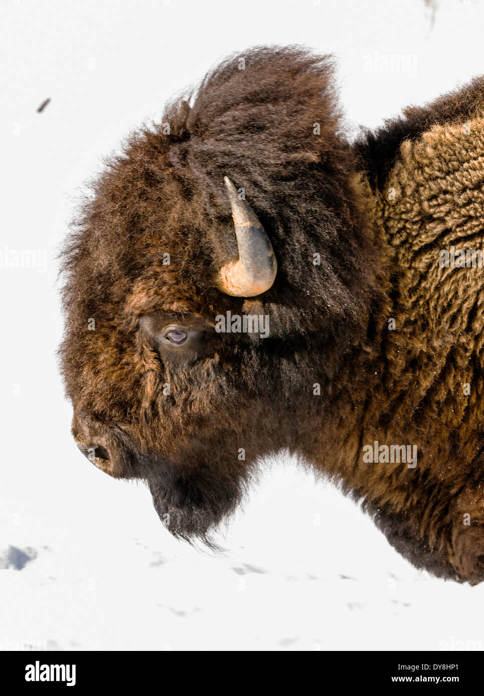 American Bison, American Buffalo, in deep winter snow, Yellowstone ...