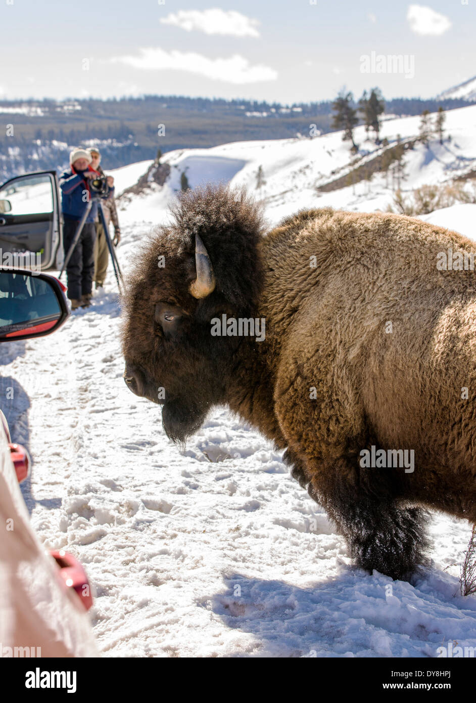 American bison buffalo tourist close hi-res stock photography and ...