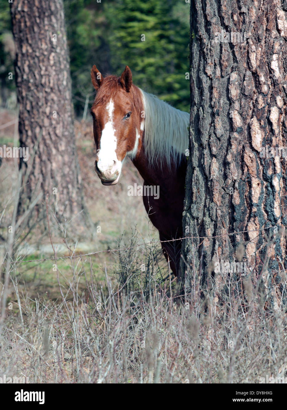 A horse standing near a tree in a pasture in north Idaho Stock Photo ...