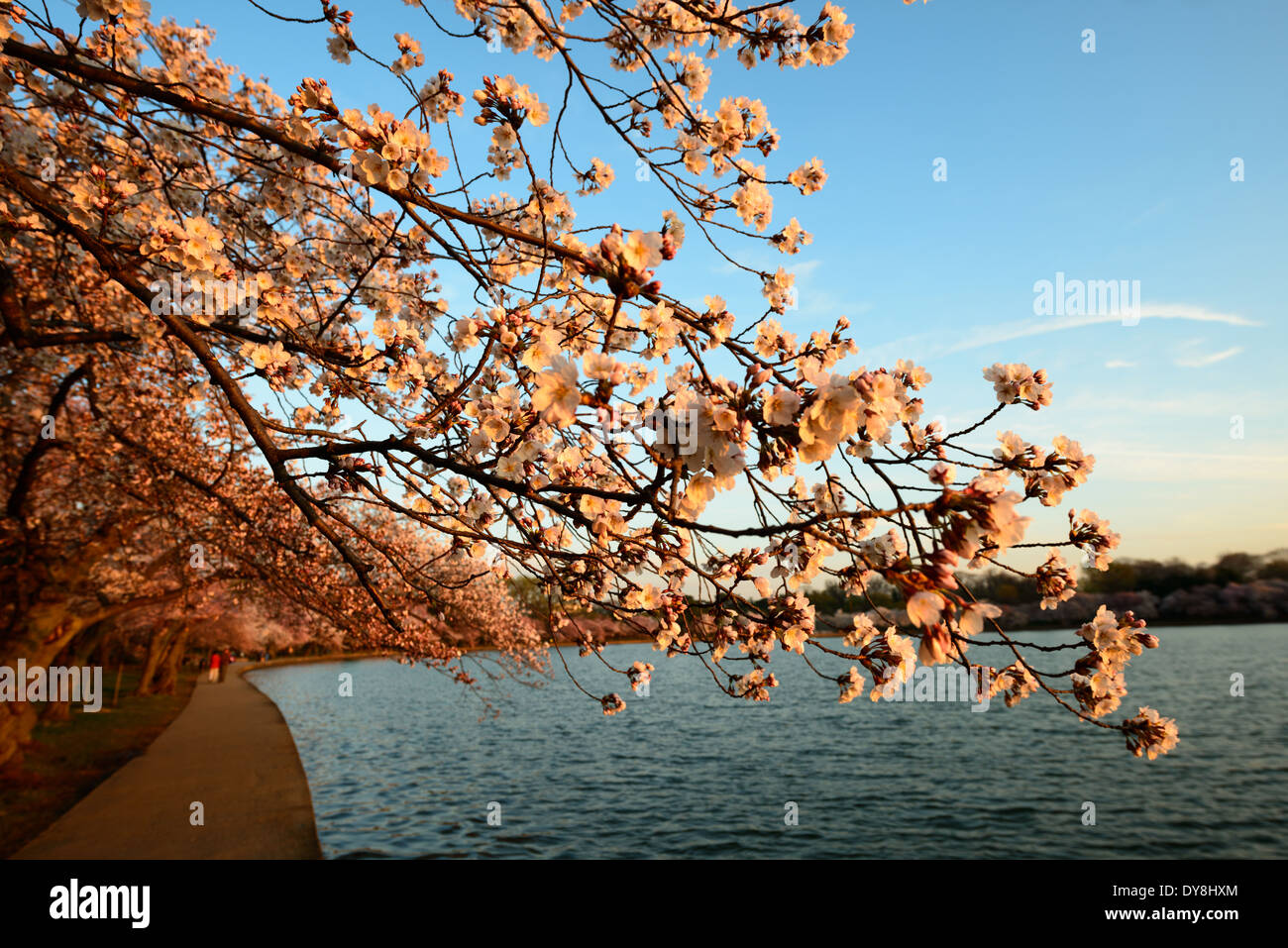 The famous Yoshino Cherry Blossoms surrounding the TIdal Basin in ...