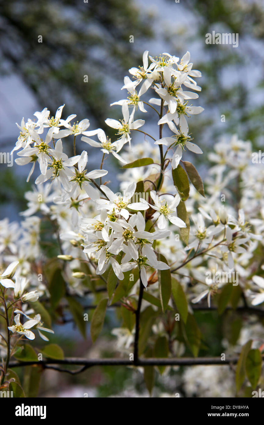 Bloom of tree Amelanchier Stock Photo - Alamy