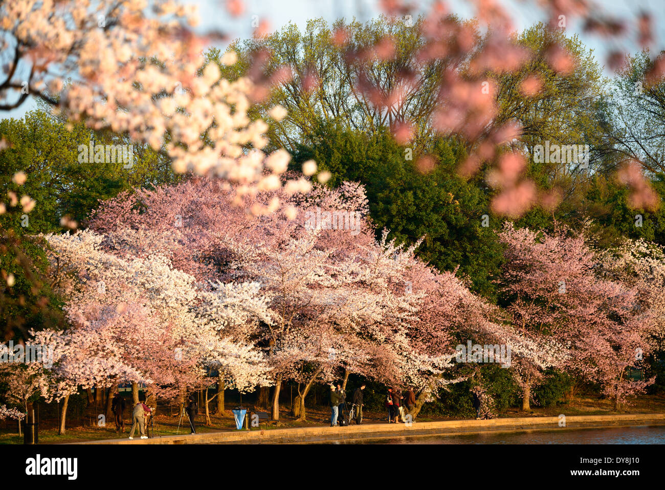 The famous Yoshino Cherry Blossoms surrounding the TIdal Basin in ...