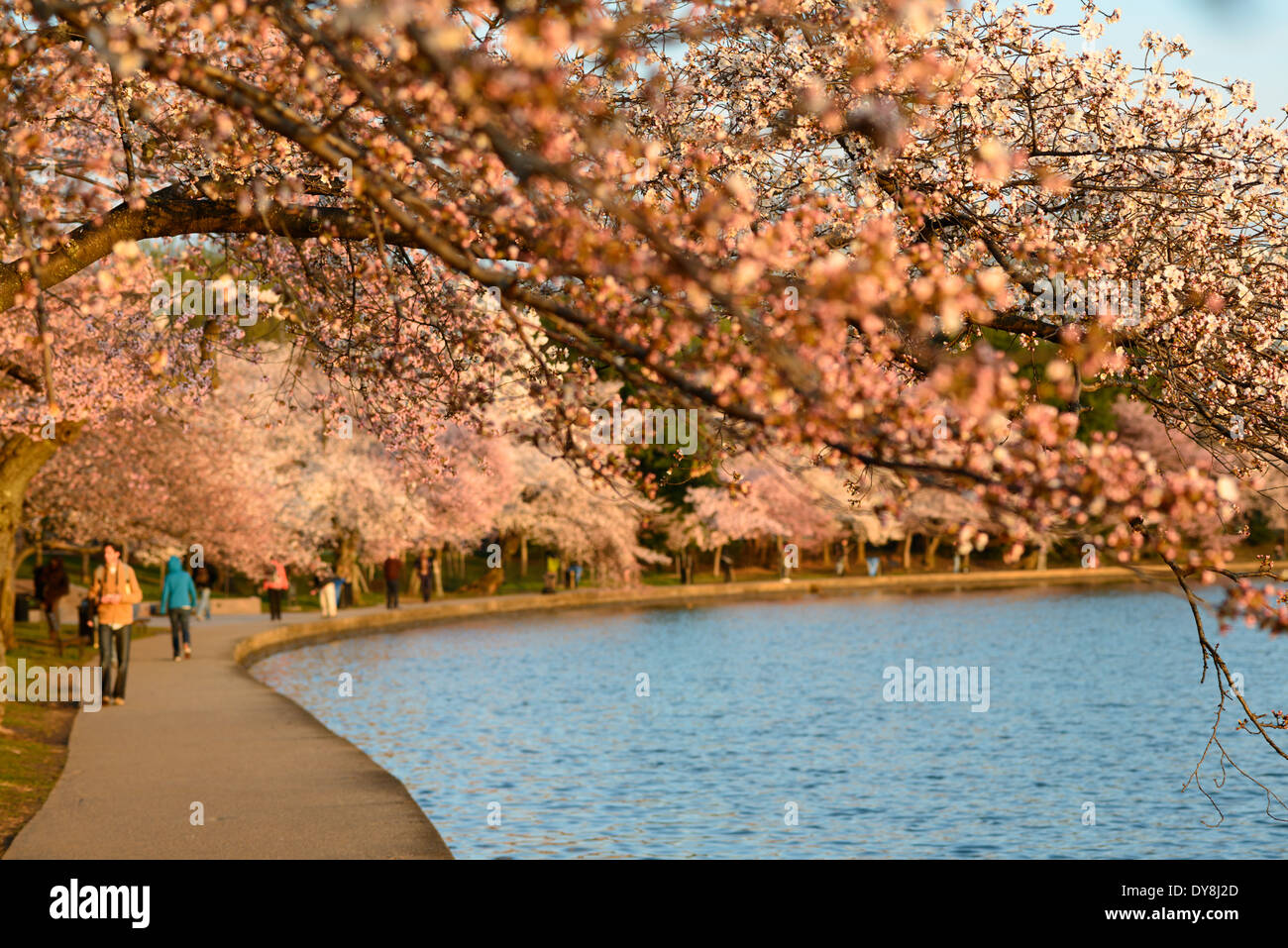 The famous Yoshino Cherry Blossoms surrounding the TIdal Basin in ...
