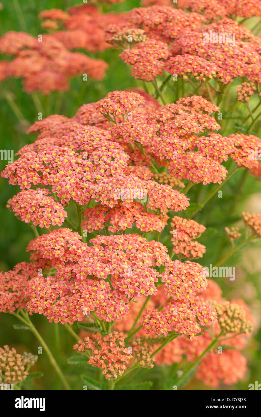 Peach achillea hi-res stock photography and images - Alamy