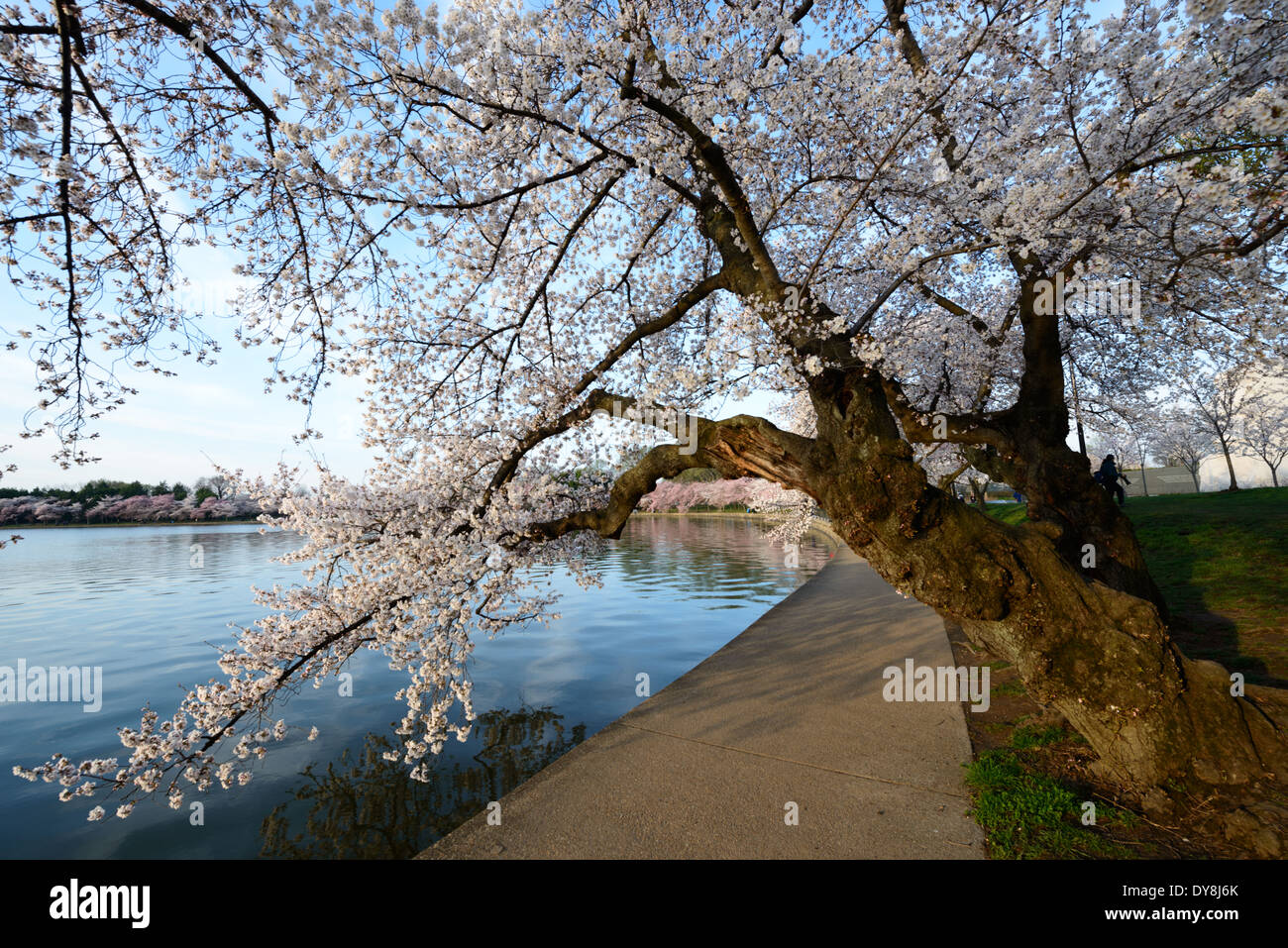 WASHINGTON DC, United States — Cherry blossoms in full bloom create a ...