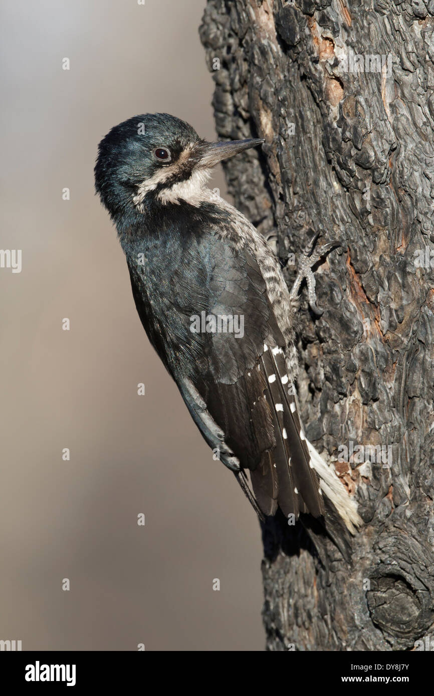 Black-backed Woodpecker - Picoides arcticus - Adult female Stock Photo ...