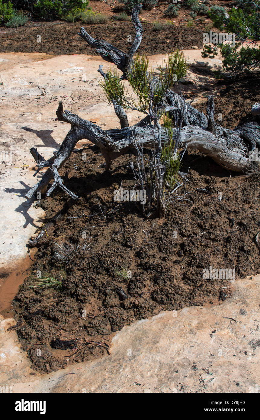 Cryptobiotic hi-res stock photography and images - Alamy